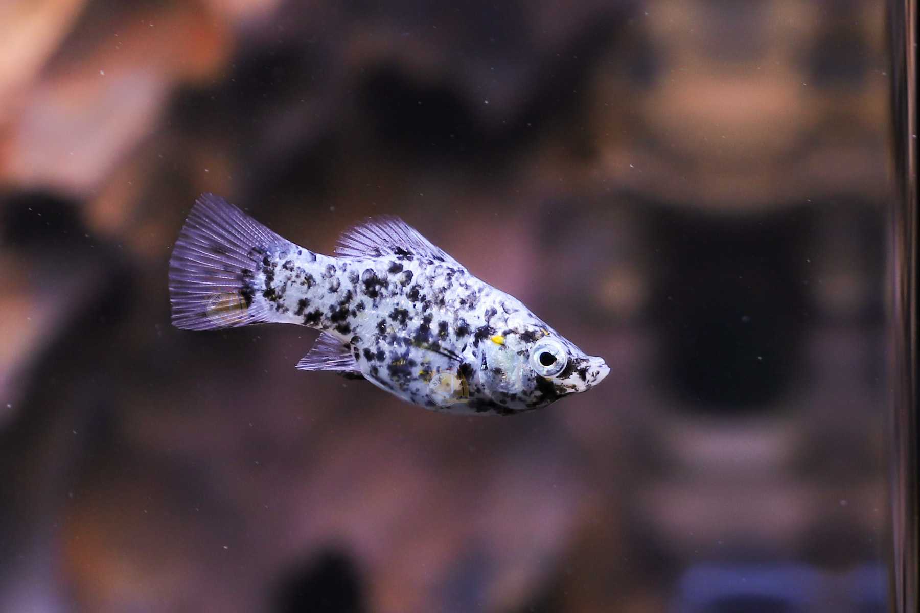 10 อันดับ ปลา สวยงาม น่าเลี้ยงมากที่สุดปี 2023