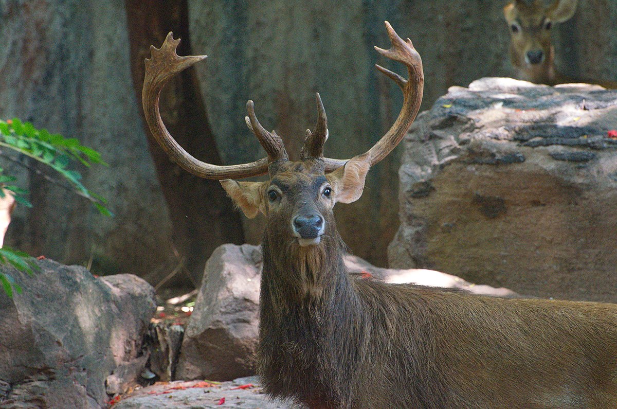 ความรู้ Archives - animal2you