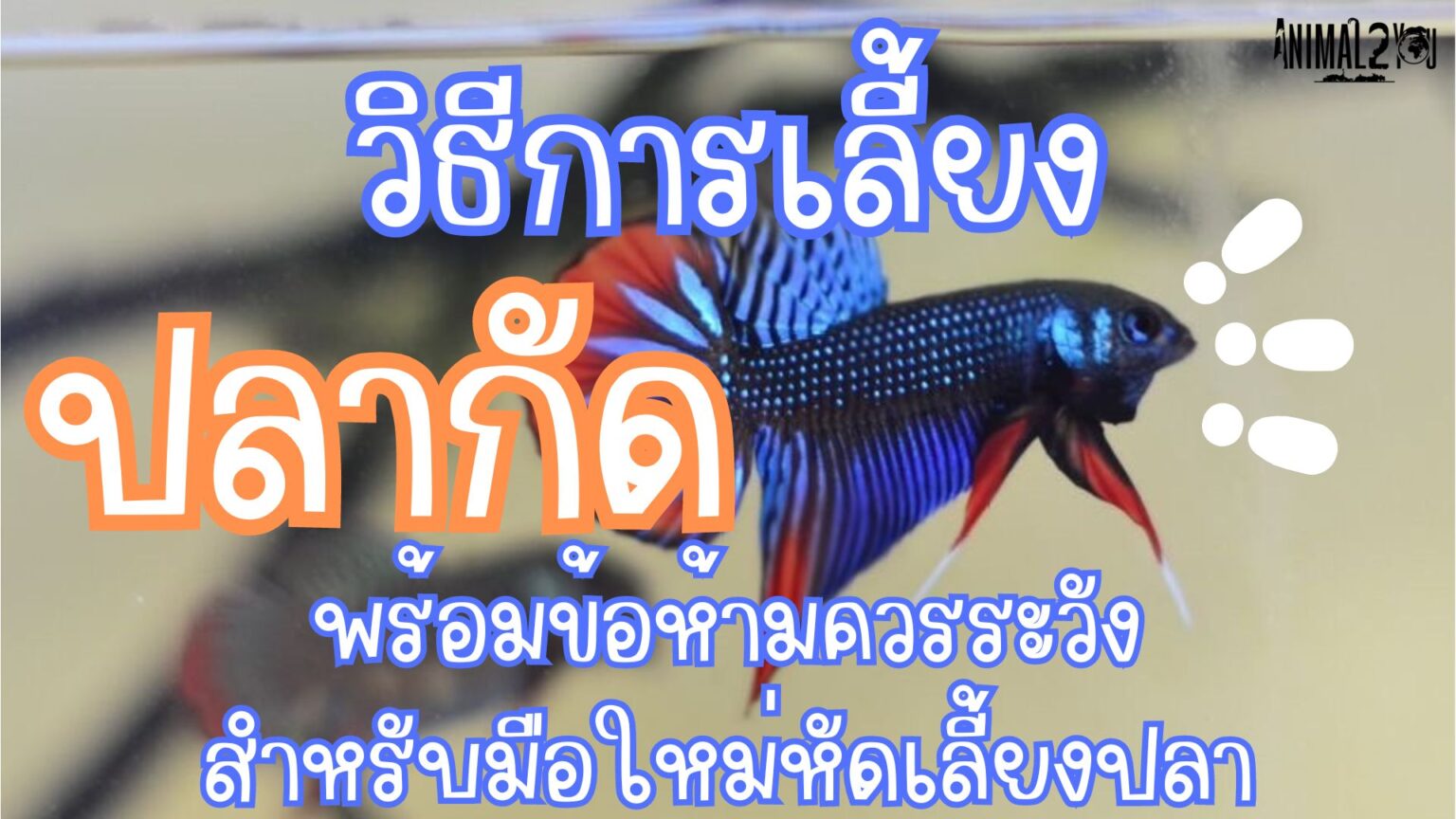 สัตว์น้ำ รวมไว้ทั้ง สัตว์น้ำจืด และ สัตว์น้ำเค็ม - animal2you