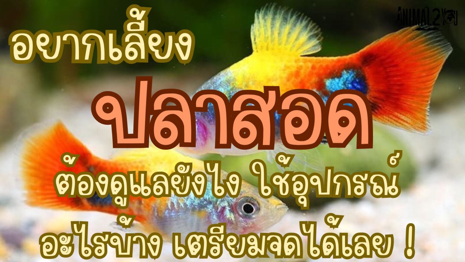 หน้าแรก - animal2you