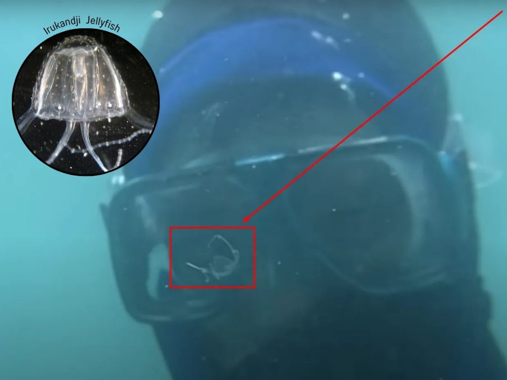 จัดอันดับ 10 สัตว์มีพิษที่อันตรายที่สุดในโลก 2024 มีอะไรบ้าง